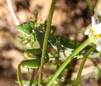 Praying Mantis Eating Mate Gif